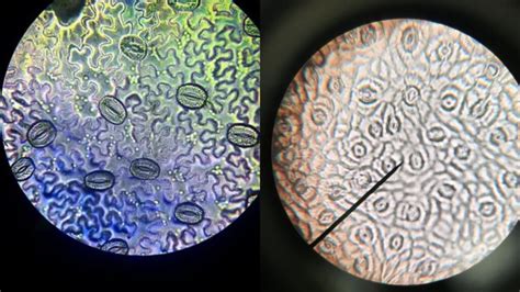 stomata under microscope temporary mount technique biology notes online