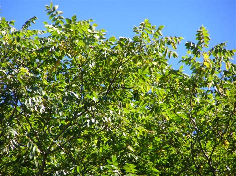 Tree ID Elm Or Ash Arboristsite Com