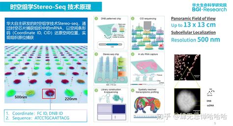 stereo seq 的原理和步骤 秒懂 知乎