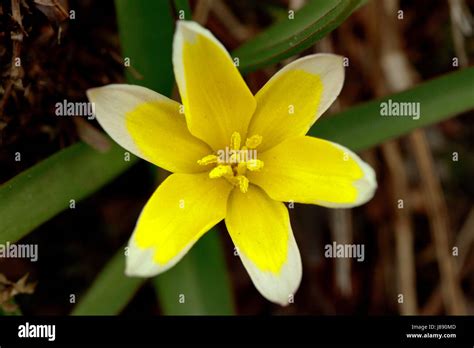 tulipa tarda - tulipa tarda Stock Photo - Alamy