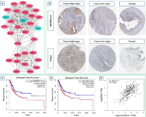 A 30 Key Gene Interaction Results Obtained By Cytoscape Software Mcc Download Scientific