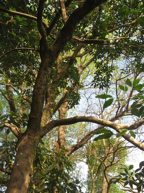 Ker Berry Of Rajasthan