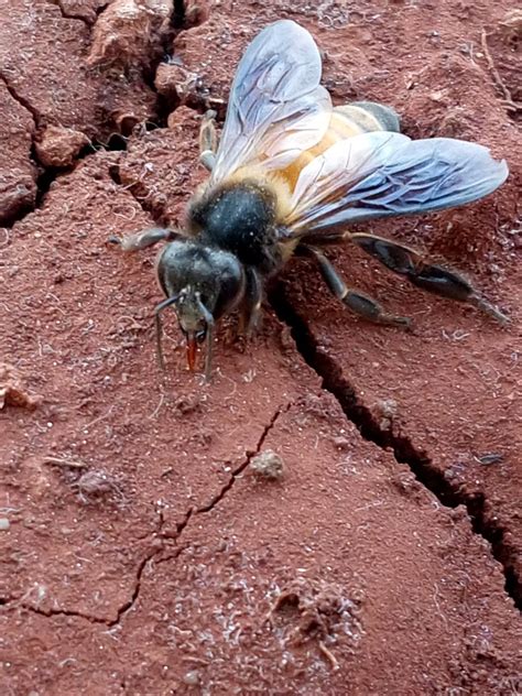 Siddhesh Chaudhari Siddheshc8 Twitter