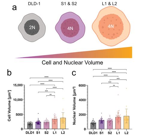2N Cells And 4N Clones Vary In Cell And Nuclear Size A Cell And Download Scientific Diagram