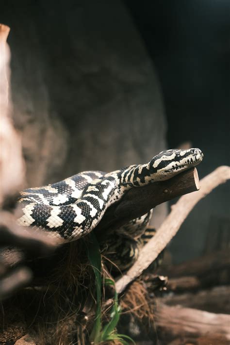 Bilder Zum Thema Python Schlange Kostenlose Bilder Auf Unsplash Herunterladen