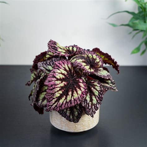 Begonia rex fireworks - Sklep z roślinami Mała Szklarnia