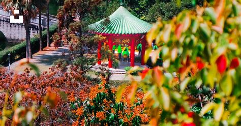 나무로 둘러싸인 공원 한가운데에 있는 전망대 사진 Unsplash의 무료 홍콩 중문 대학교 이미지