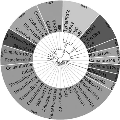phylogenetic tree of all sequences with the mrbayes algorithm