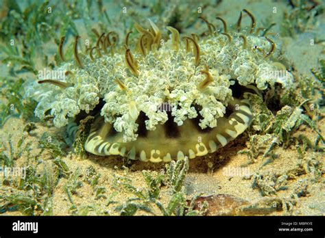 Upside Down Jellyfish Cassiopea Andromeda Hurghada Egypt Stock