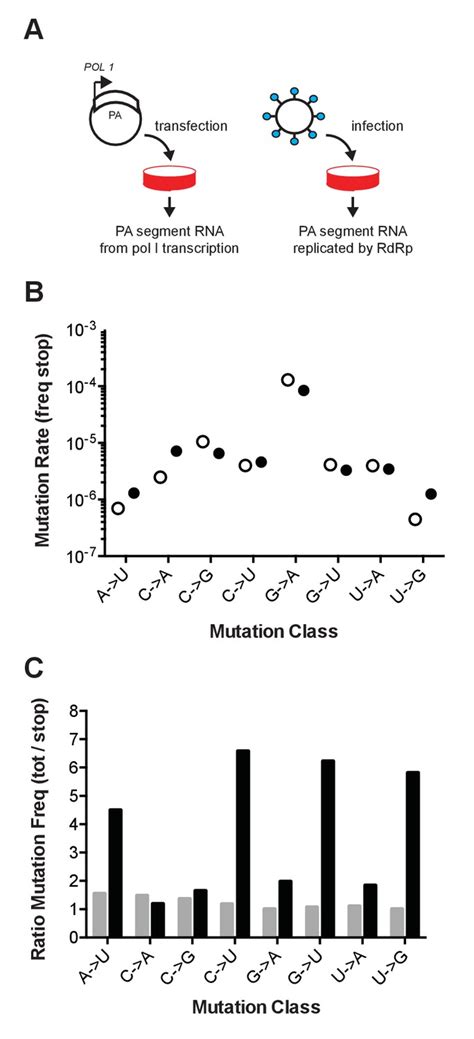 A Novel Twelve Class Fluctuation Test Reveals Higher Than Expected