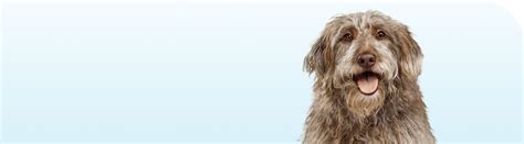 What Does Elevated Alt Mean In Dogs