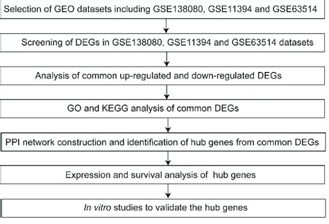 workflow of the bioinformatics analysis and experimental validation