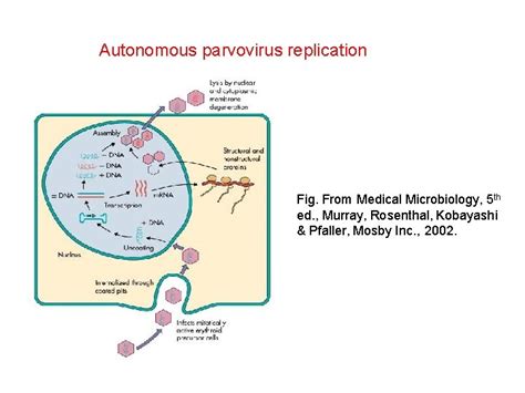 Human Parvoviruses Acknowledgment Addis Ababa University Jimma University