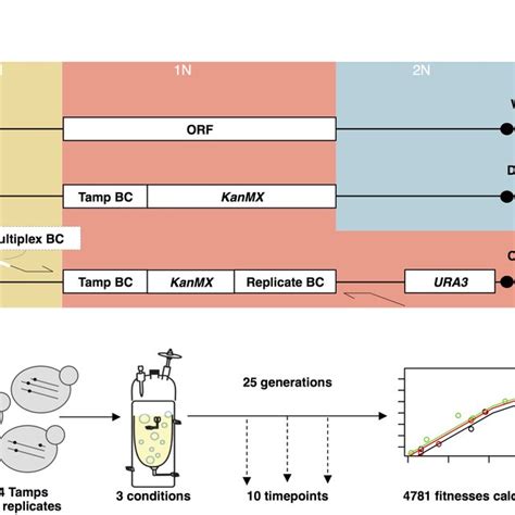 Point Mutations In Evolved Clones Identified By Wgs Download