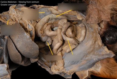 Diagram Of Canine Abdomen Quizlet