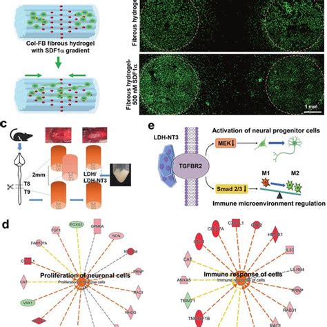 Advanced Biomaterials For Bioactive Molecule Delivery And Download Scientific Diagram