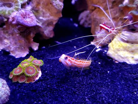 Nano Build Pico Pico The 3 Gallon Experiment Page 2 Reef2Reef