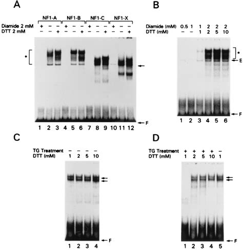 The Binding Of All NFI Subtypes Is Regulated By Their Redox State TG Download Scientific