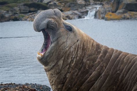 Elefante Marino Regresó Al Mar El Elefante Marino Que Fue Encontrado