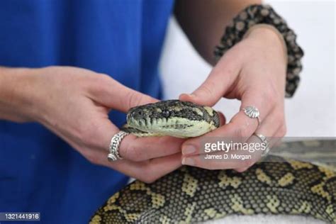 Coastal Carpet Python Photos And Premium High Res Pictures Getty Images Coastal Carpet Python Photos And Premium High Res Pictures Getty Images