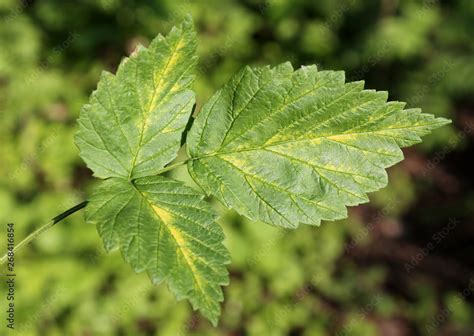 Chlorotic Symptoms Of Raspberry Bushy Dwarf Virus Rbdv Yellows