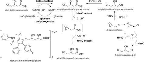 Recent Advances On Halohydrin Dehalogenases—from Enzyme Identification