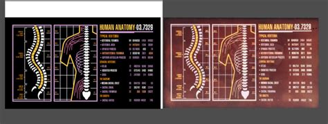 Human Anatomy By Cmdrkerner On Deviantart Human Anatomy By Cmdrkerner On Deviantart