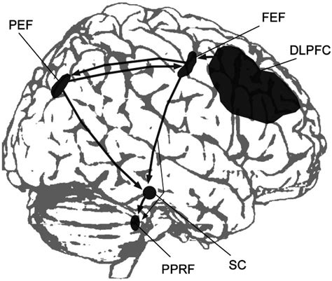 A Simplified Scheme Showing The Main Cortical Regions And Subcortical Download Scientific