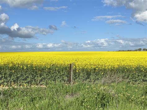 Cbh Group Ash Bowman Grass Patch Facebook