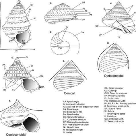 Characters Based On External General Shell Morphology Listed In Download Scientific Diagram