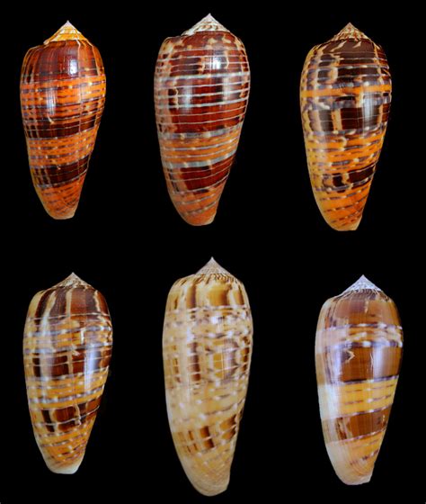 Conus Military Training Program University Innovation Hub