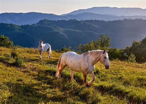 A Tale Without Words Photograph By Valentin Borsan Pixels