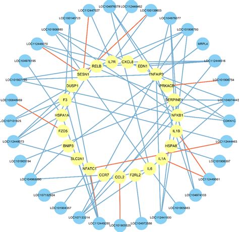 Coexpression Network Diagram Of The Inflammation Related Mrnas And Lncrnas Download Scientific