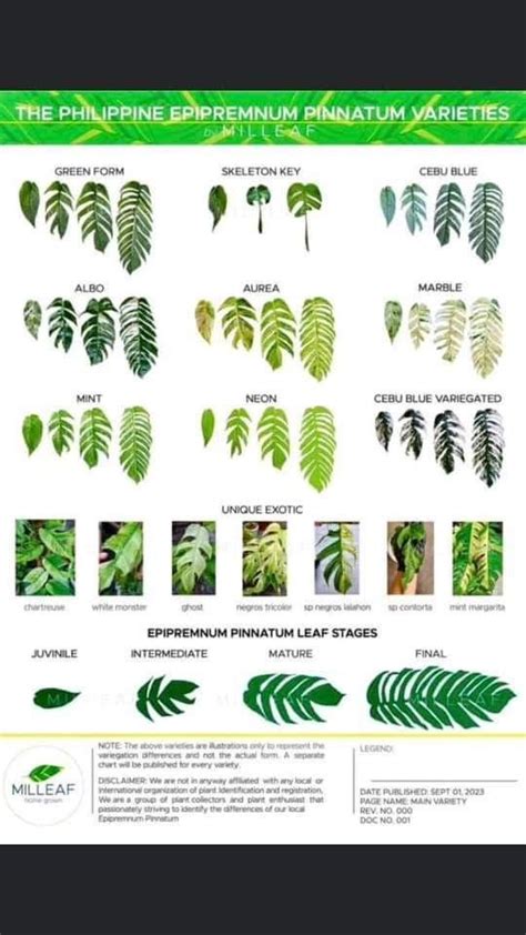 Identify Different Types Of Plants With Labeled Leaves Poster