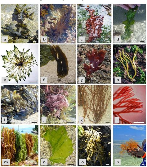 Figure 1 From Pioneering Role Of Marine Macroalgae In Cosmeceuticals Semantic Scholar