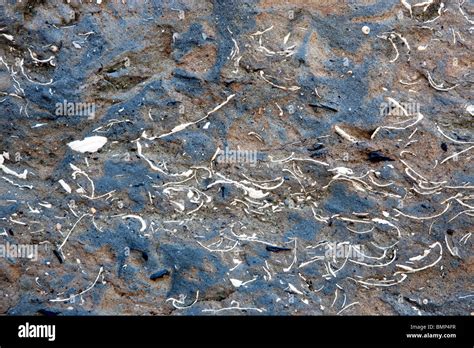 Fossils Fossil Usa Hi Res Stock Photography And Images Alamy