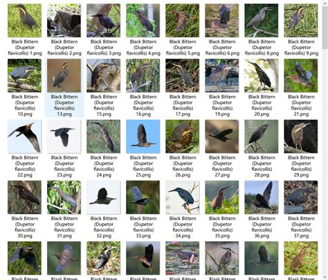 鸟类分类、鸟类声音相关深度学习数据集大合集 哔哩哔哩