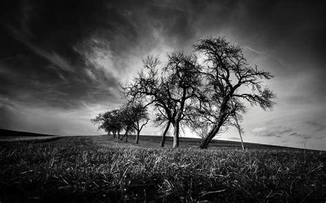 The Eleven Trees By Dreamca7cher On Deviantart