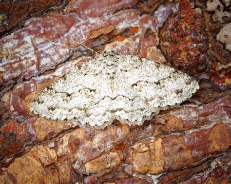 Engrailed Facts Diet Habitat And Pictures On Animaliabio