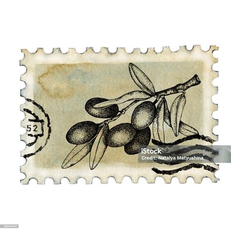 빈 우표 엽서 올리브 과일로 분기 흰색 배경에 격리 된 수채화 손 그린 그림 메일 디자인 우편 서신 스크랩북 수제 엽서 수채화에 대한 스톡 벡터 아트 및 기타 이미지
