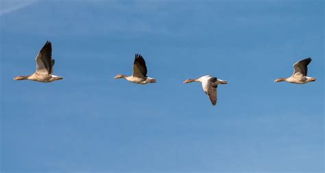 MySQL IN 구분 데이터 조회하는 순서대로 화면에 출력하기 PHP