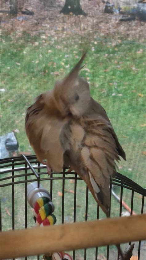 Why So Angry Rcockatiel
