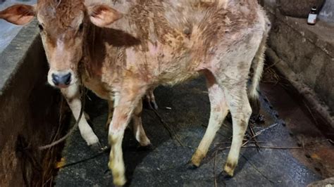 Lumpy Skin Disease Returns Over 10000 Active Cases Reported Till May 18