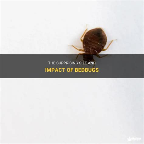 The Surprising Size And Impact Of Bedbugs Medshun