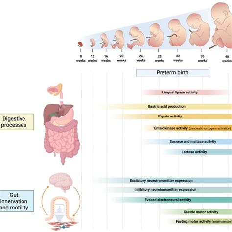 Developmental Phases Of The Main Digestive Processes Gastrointestinal