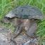 How To Identify A Snapping Turtle - All Turtles