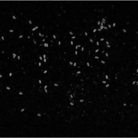 The Original Image And Its Response Map Download Scientific Diagram