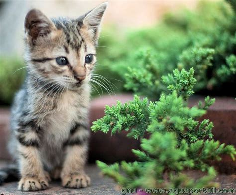 Chaton Définition Et Explications