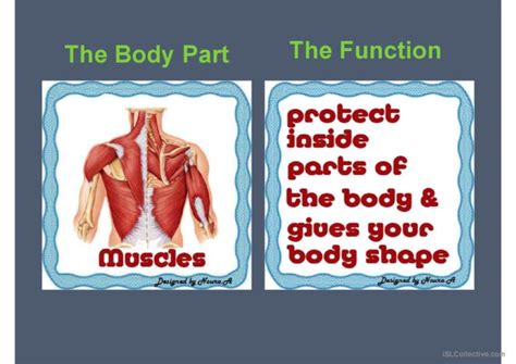internal body parts and their functi… english esl powerpoints