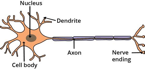 NCERT Solutions For Science Control And Coordination Class 10 FREE PDF